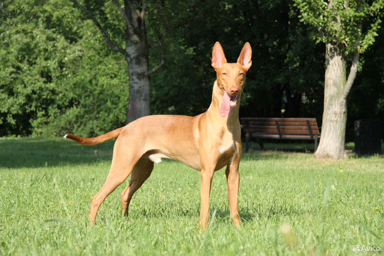 Фараонова собака вязка