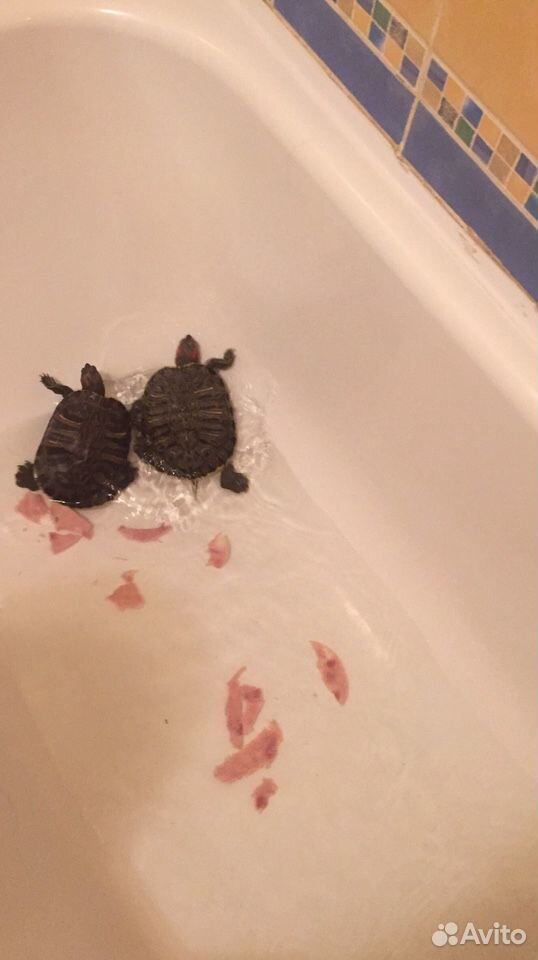 Черепахи красноухие