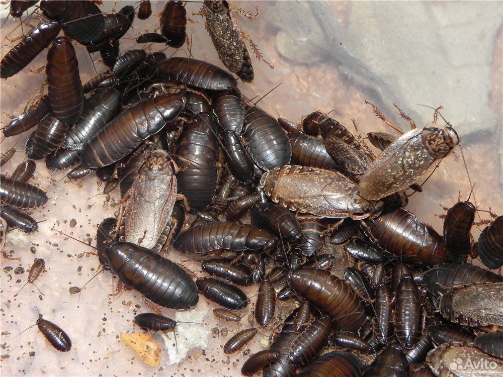 Мраморный таракан