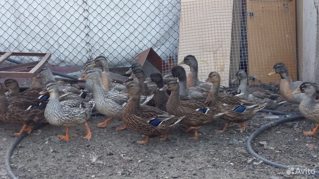 Утки кряква