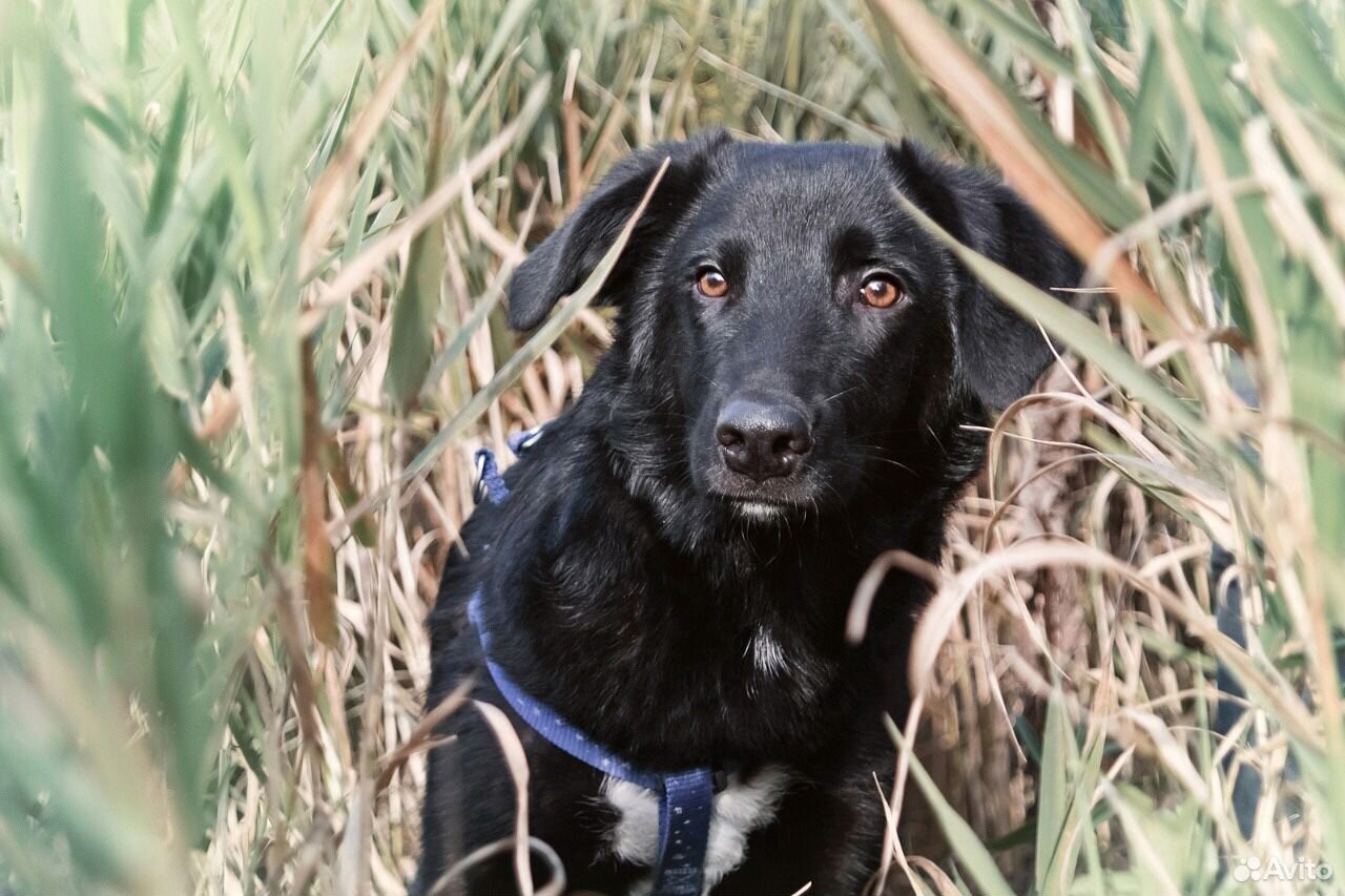 Малыш ищет дом