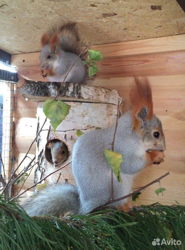 Белка алтайской вет свидетельство