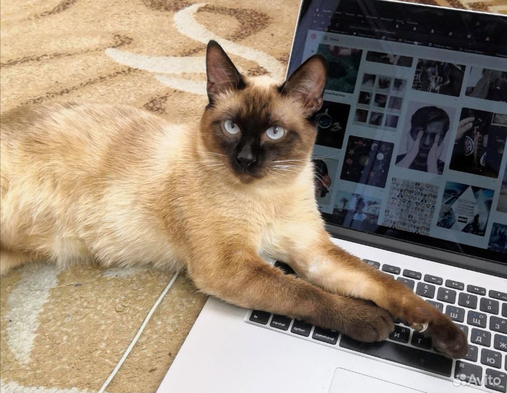 Кот ищет подругу
