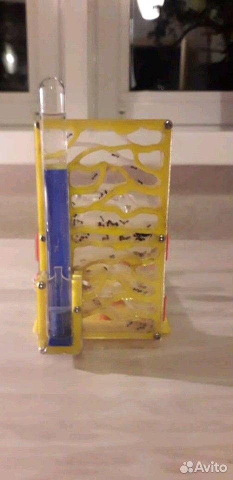 Муравьиная ферма (формикарий)