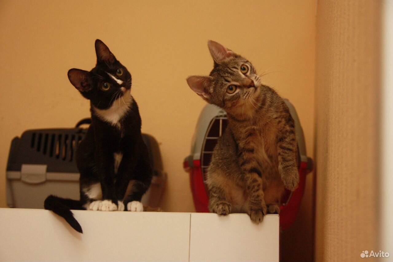 Котята мальчики девочки