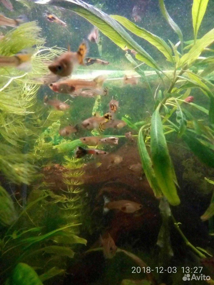 Продам Гупёшек