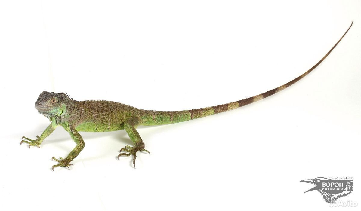 Зелёная ящерица
