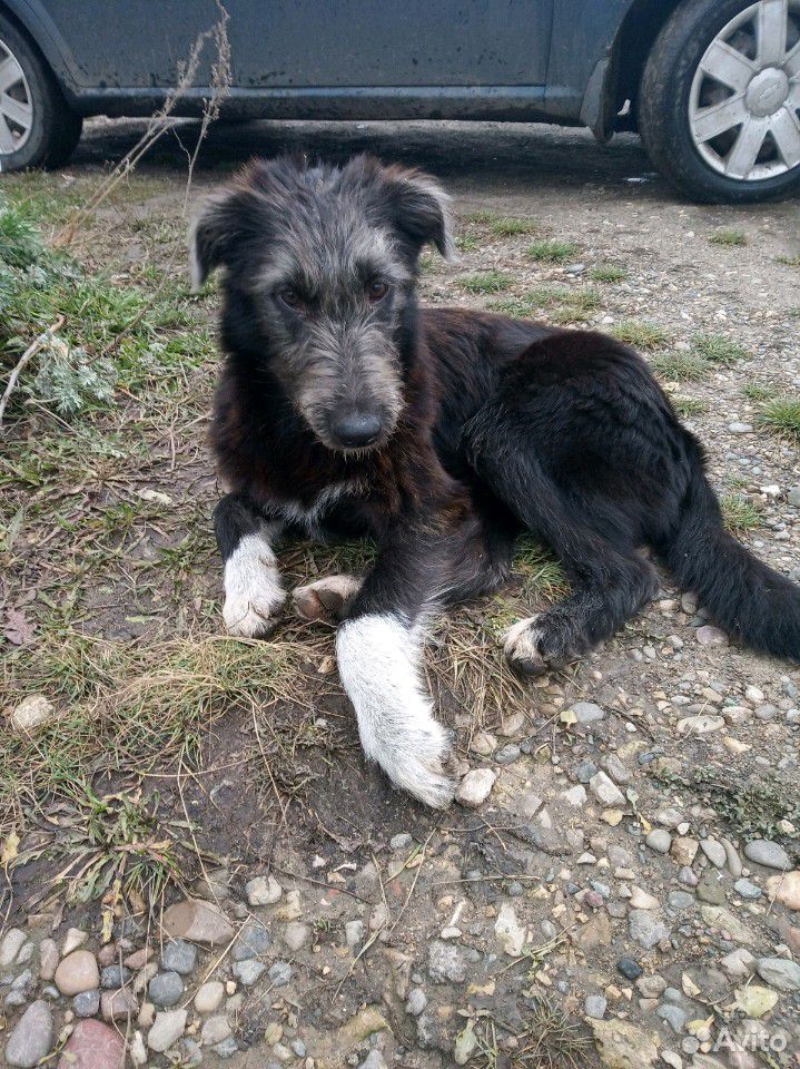 Щенок мальчик в добрые руки