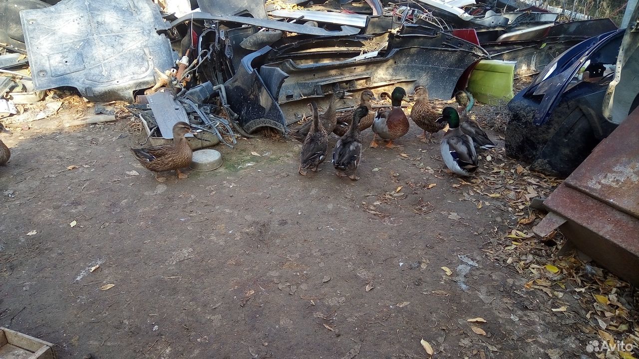 Продажа подсадных уток