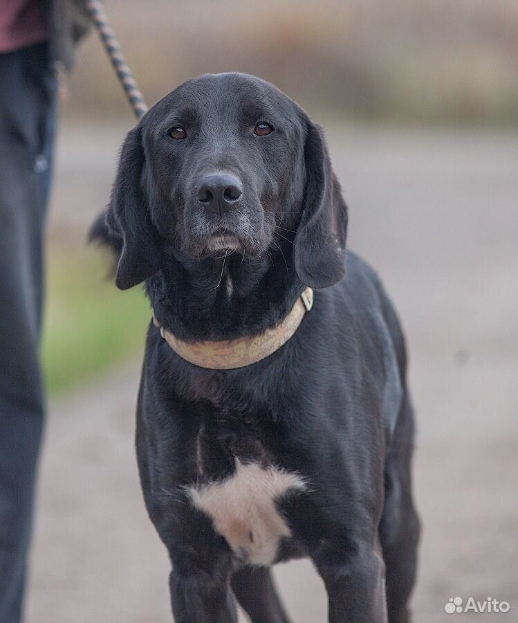 Пёс в добрые руки