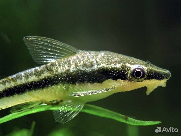 Отоцинклюс