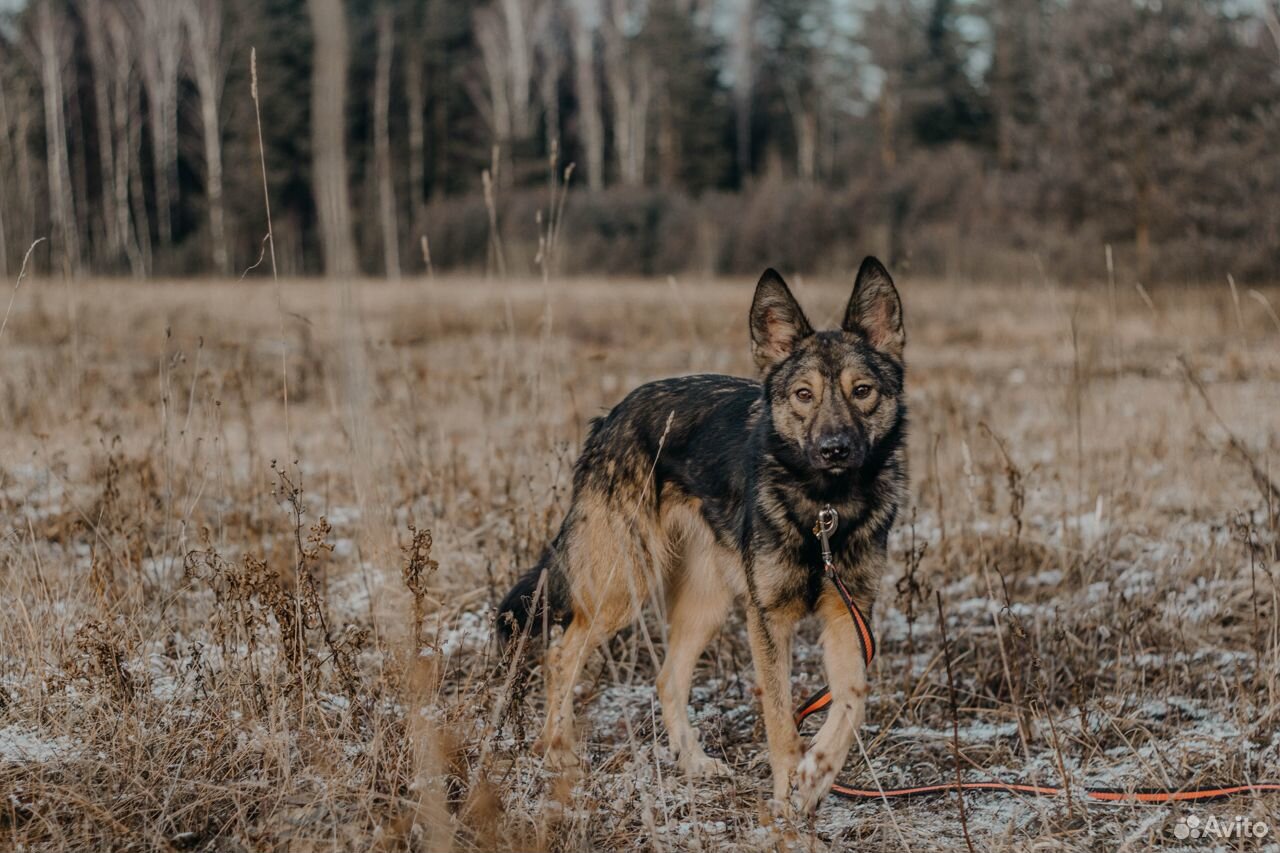 Красивый песик ждет свою семью
