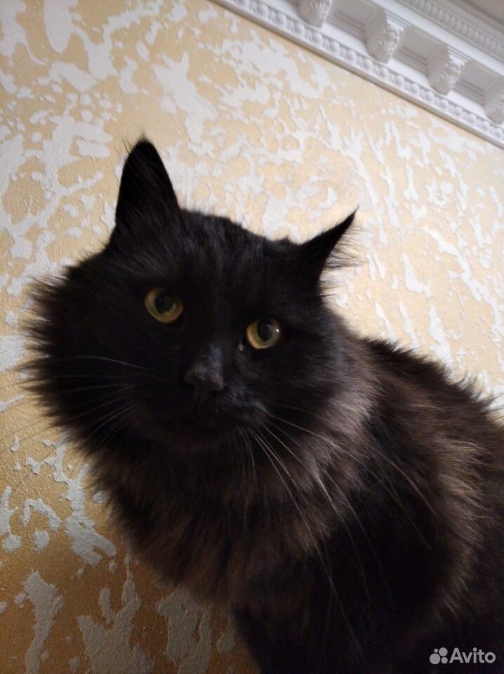 Котик Веня ищет семью