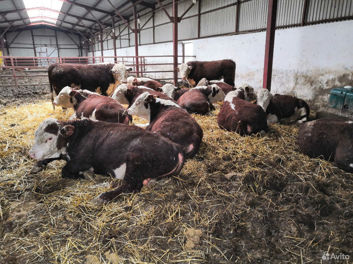 Быки герефорды