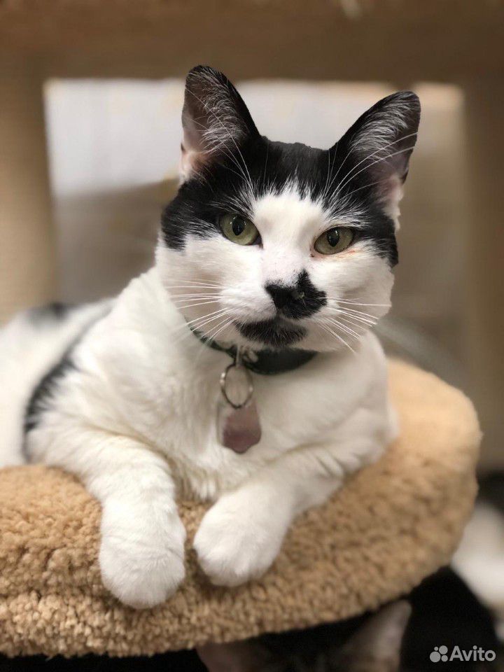 Игривый котик Бонус 3 года