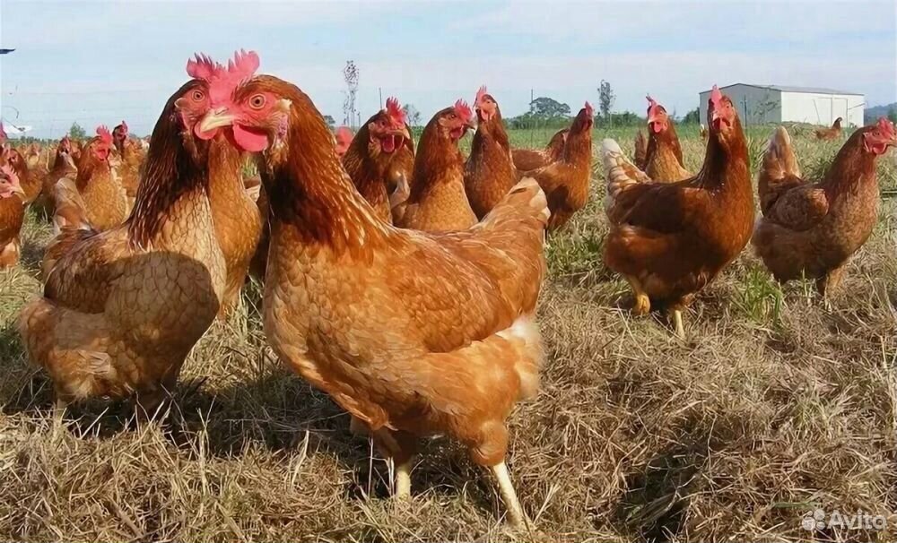 Куры ломан Браун