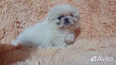 Пекинесики