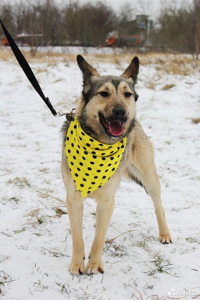 Улыбчивый пёс в дар