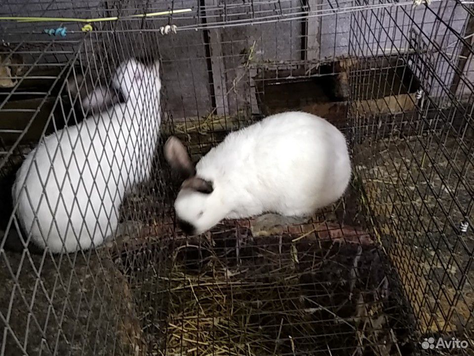 Кролики калифорнийские