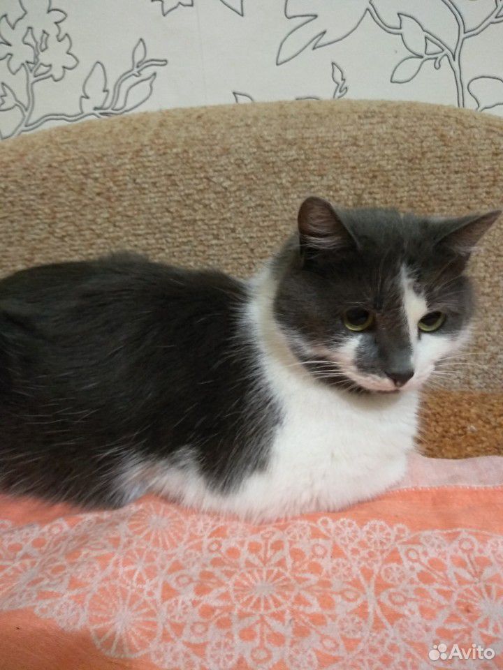 Кошечка Дымка