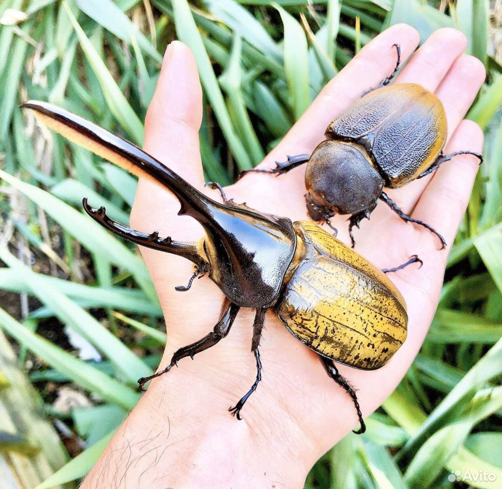Личинки и имаго крупных экзотических жуков