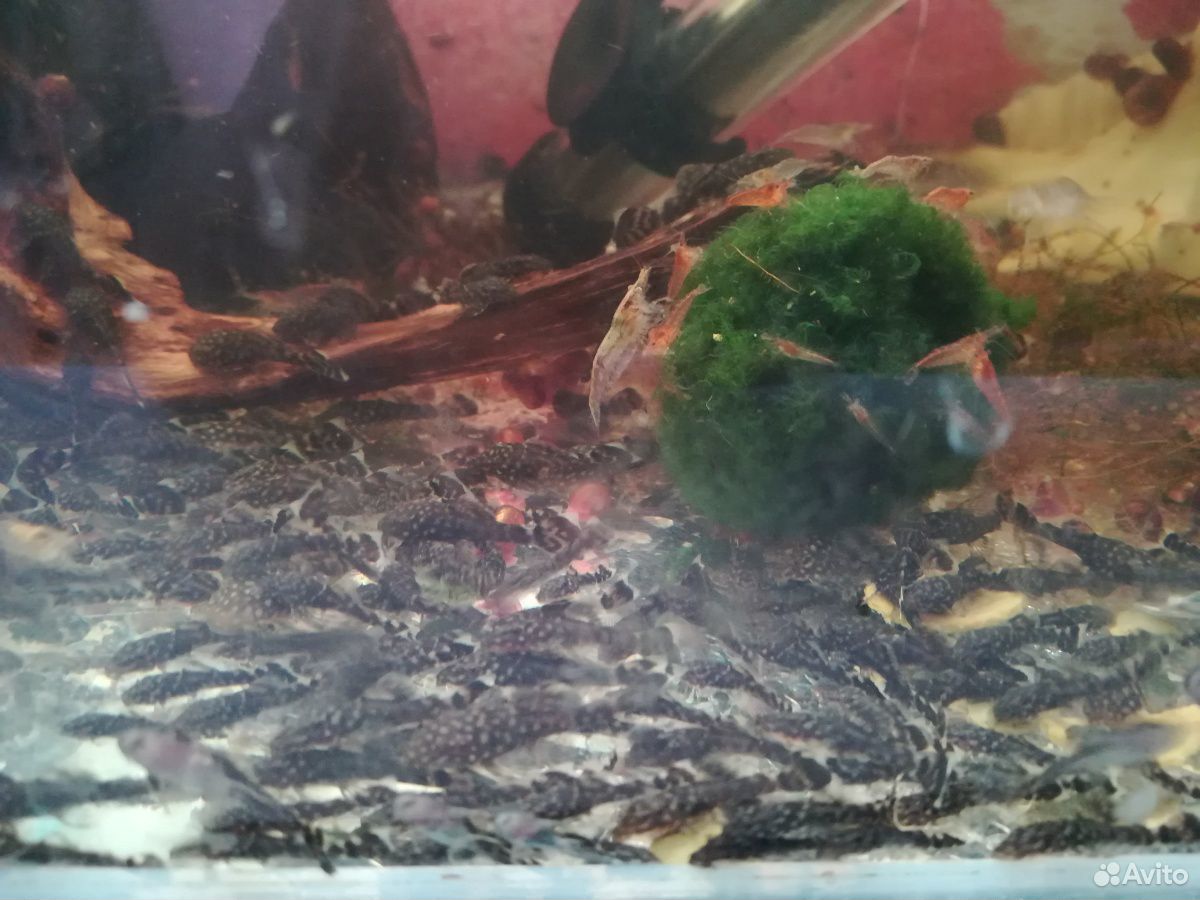 Сом анцитрус простой