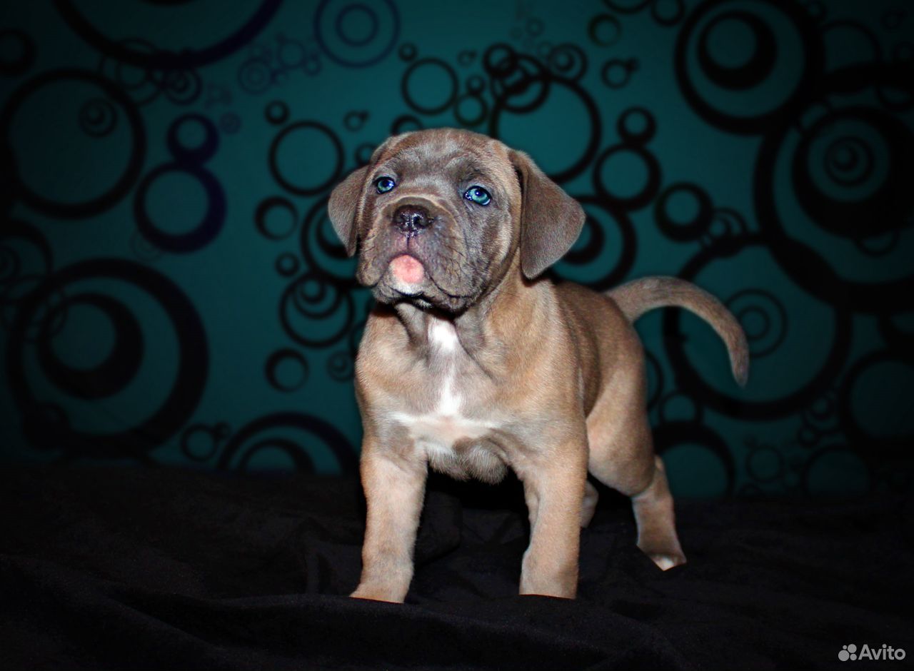 Золотая красотка для истиных ценителей. Кане корсо