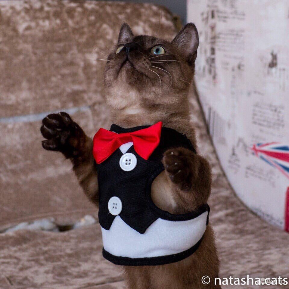 Открыт для продажи кот манчкин кинкалоу