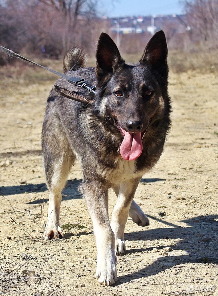 Собака Девочка Джульетта