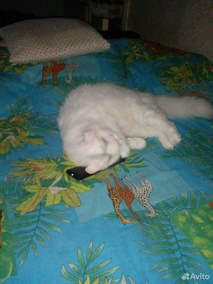 Пропала кошечка