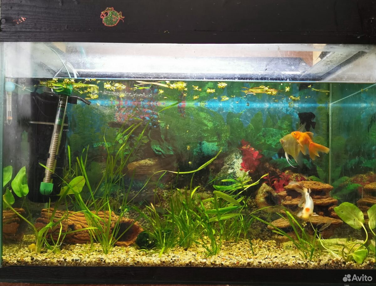 Аквариум