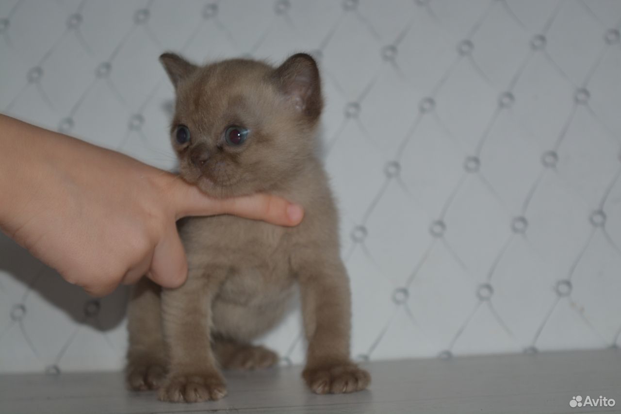 Соболиная девочка американской бурмы