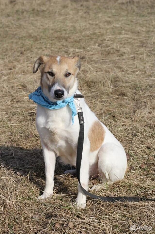 Чудесная собака Розочка ищет дом и добрые руки