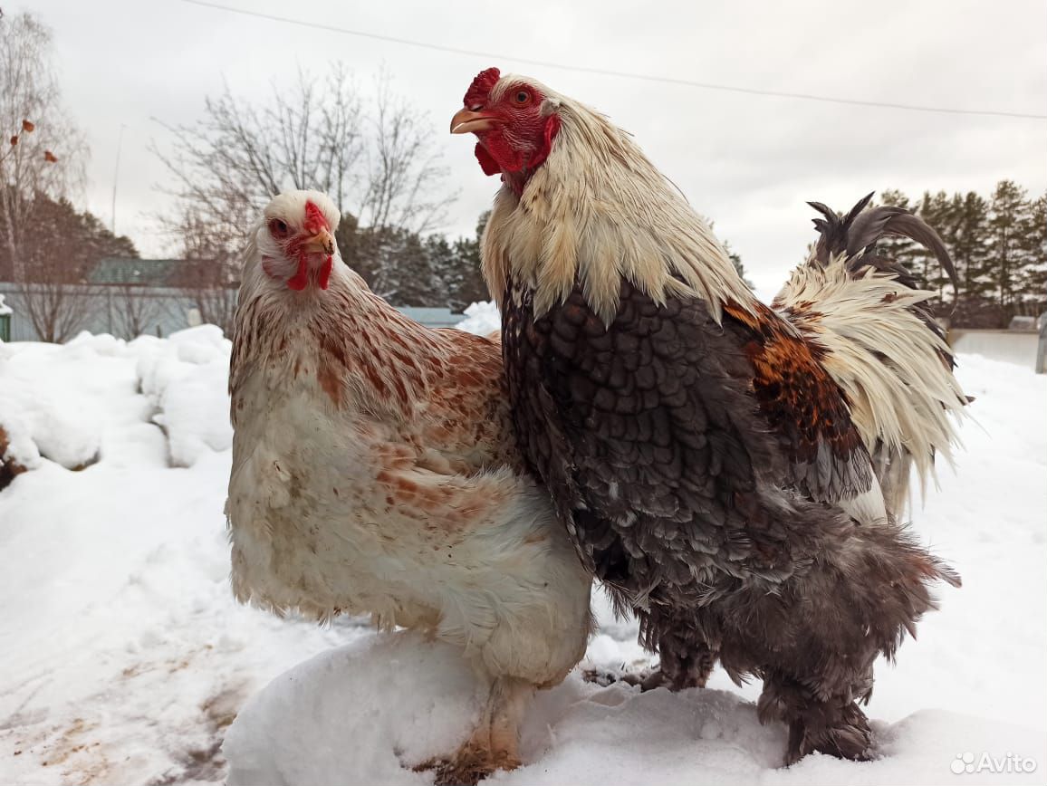 Инкубационные яйцо