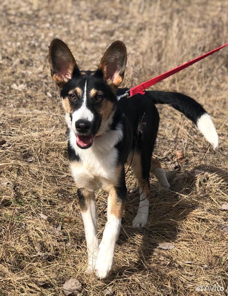 Щенок Барни, 8,5 мес