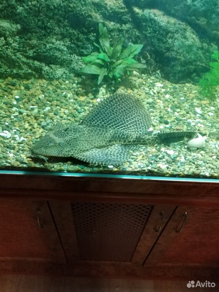 Птеригоплихт, парчевый сом