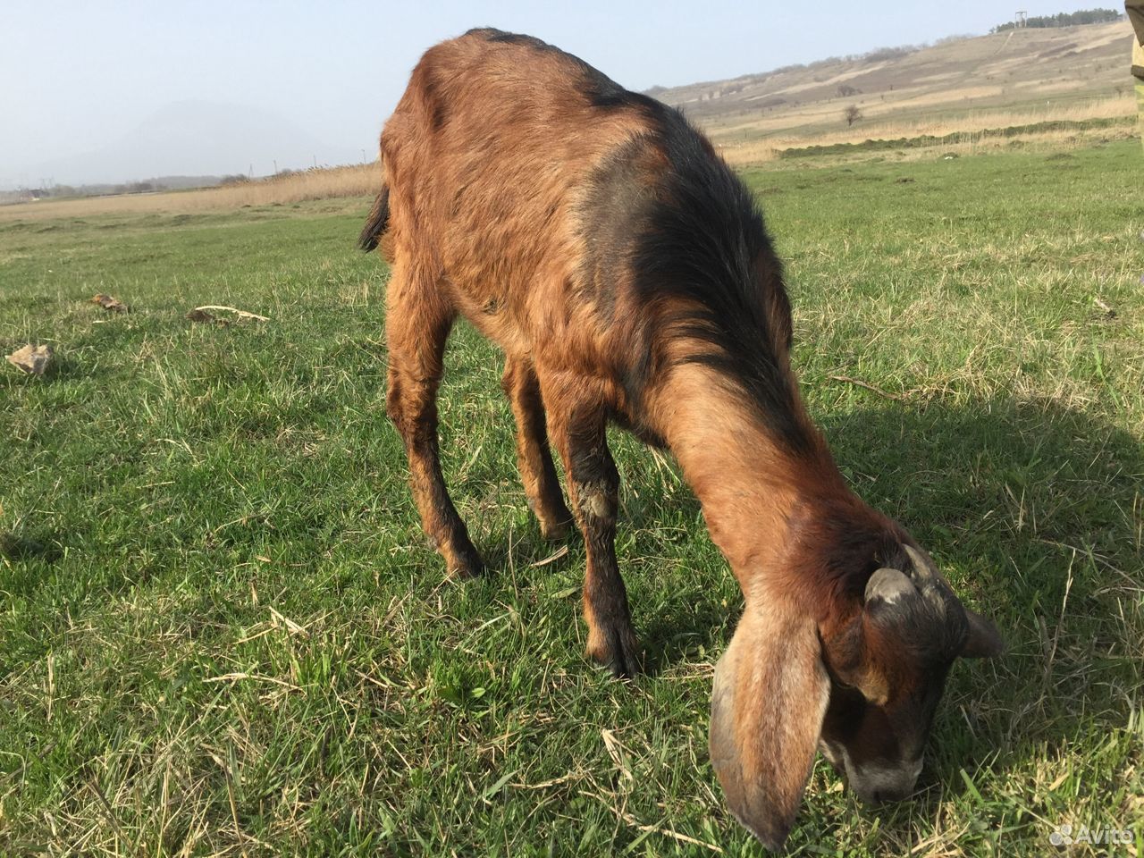 Козел(Англо- Нубийцы)