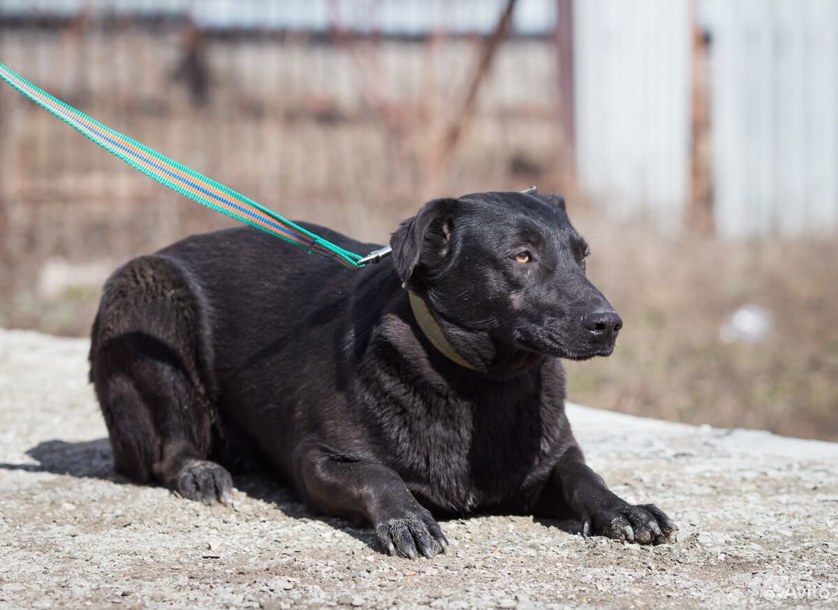 Прекрасная девочка ищет дом