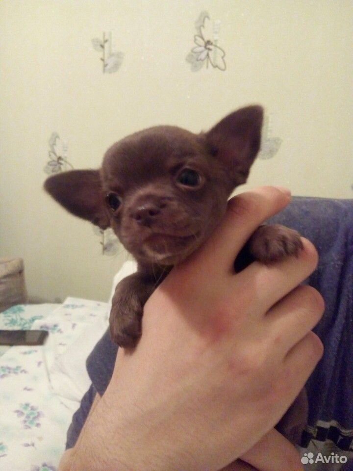 Шоколадик чихуахуа