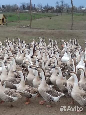 Инкубационное гусиное яйцо