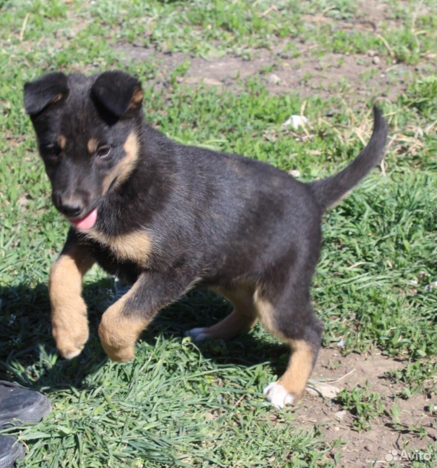 Щенок в хорошие руки