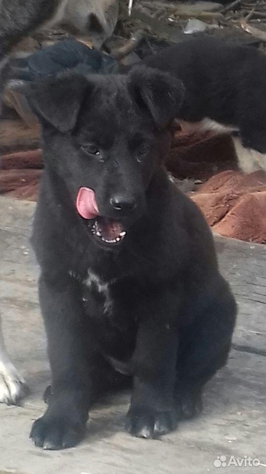 Щенок для охраны