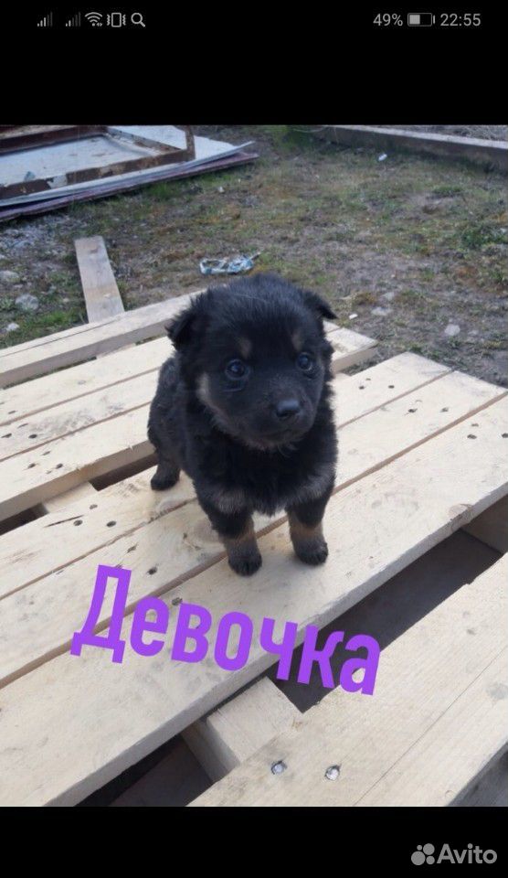 Собака
