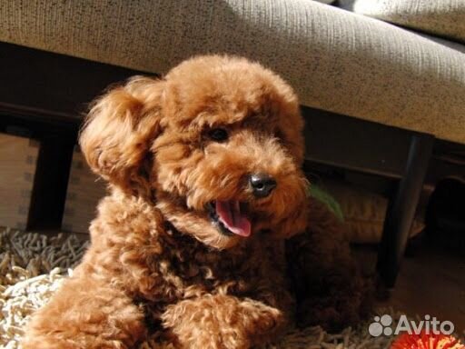 Ищу Той-пуделя с документами РКФ