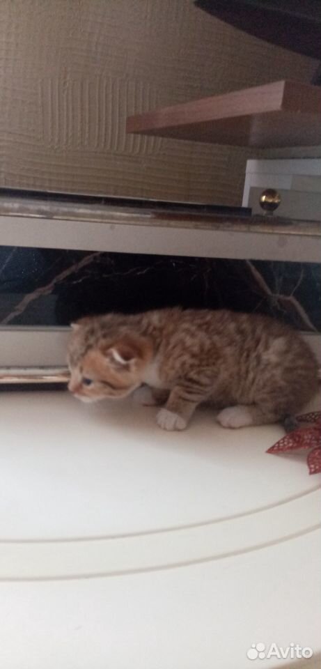 Британская вислоухая кошечка