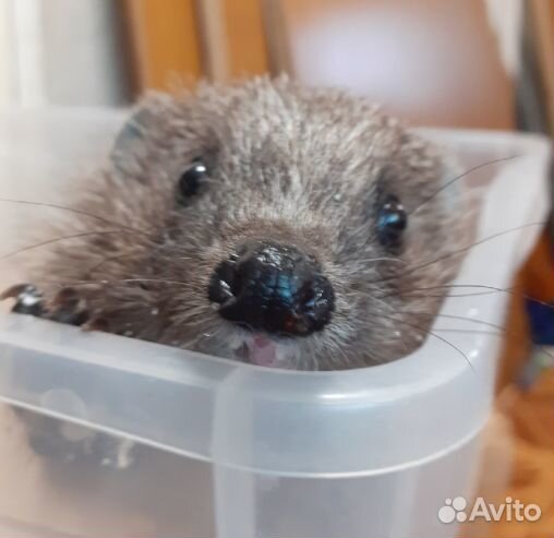 Лесные одомашненные ежи