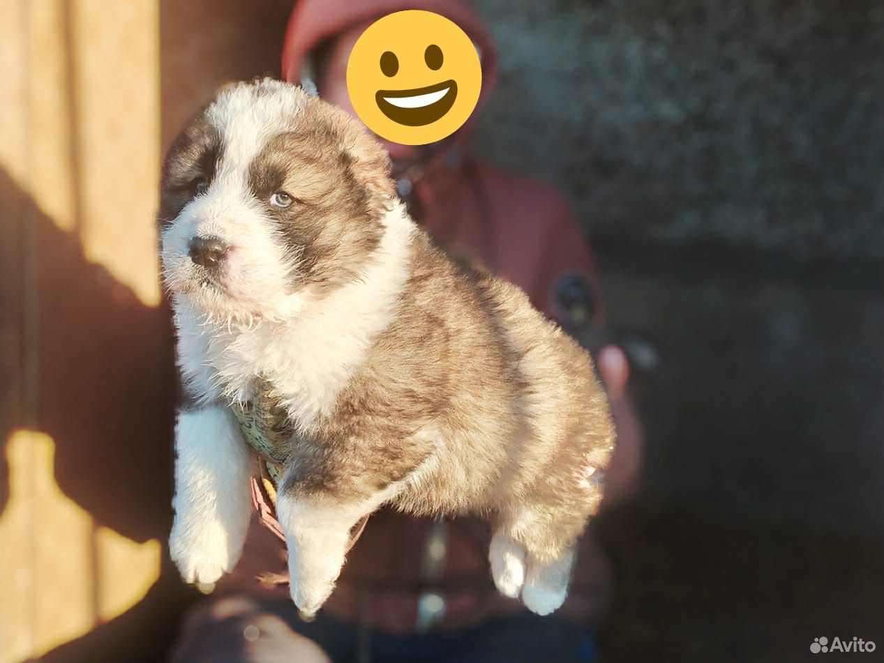 Очень крупные щенки алабая