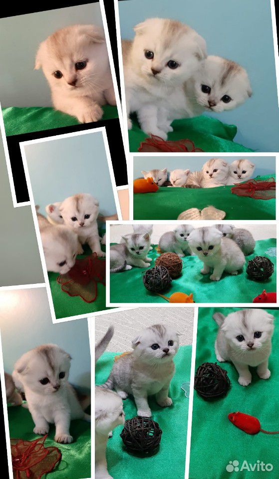 Продаются чудесные котята (мама и папа есть на фот
