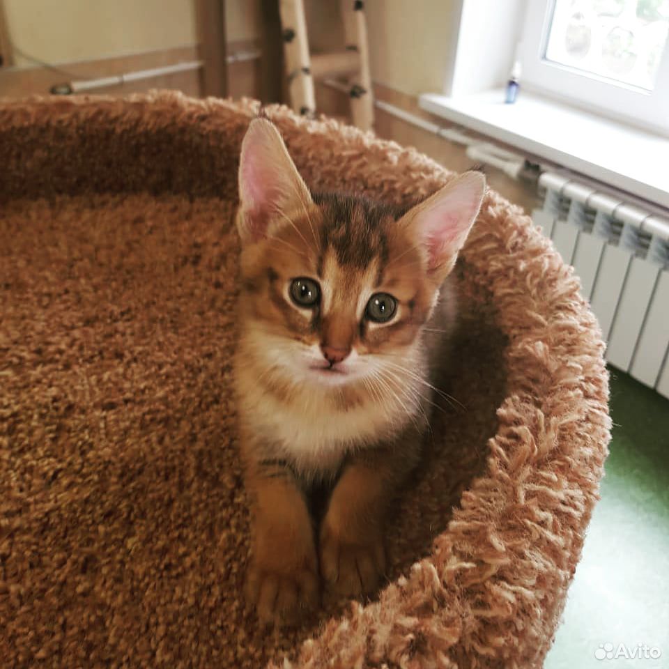 Кошки чаузи ф1