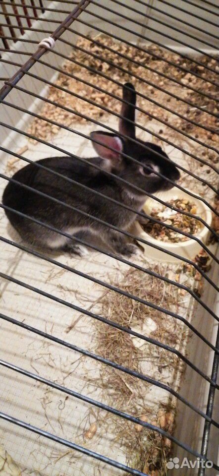 Кролик декоративный